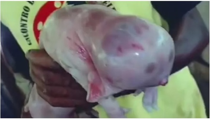 Porco nasce com cabeça semelhante a um ser humano na zona rural de Laje ...